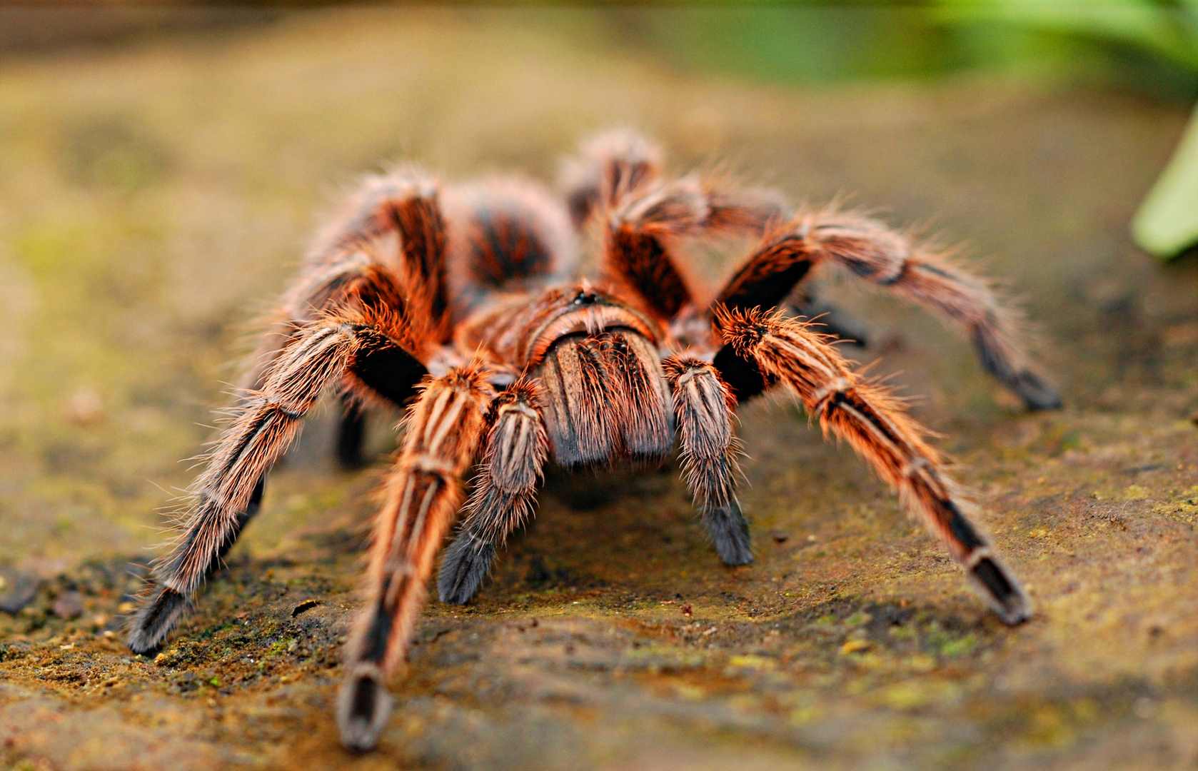 Arachnofóbia 🕷️- príznaky, príčiny a efektívna LIEČBA ️